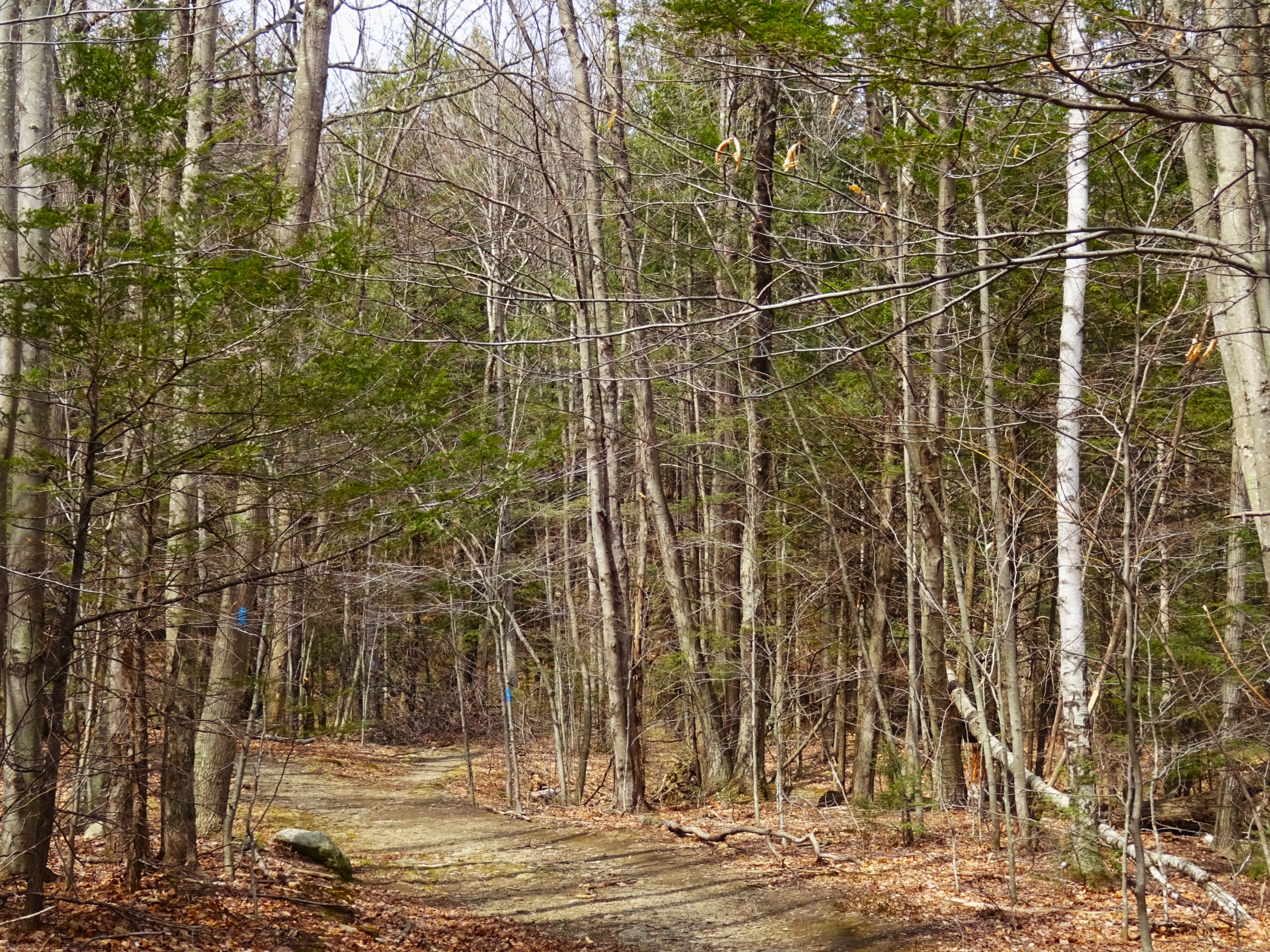 Azzo Seguin | Plant Diversity and Ecology Lab